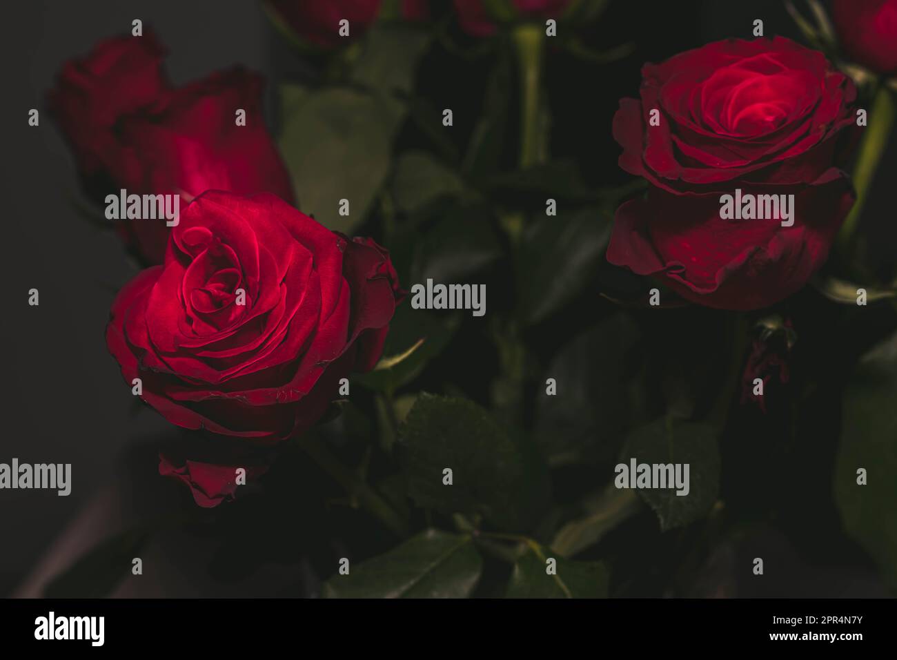 Red roses front view Stock Photo - Alamy