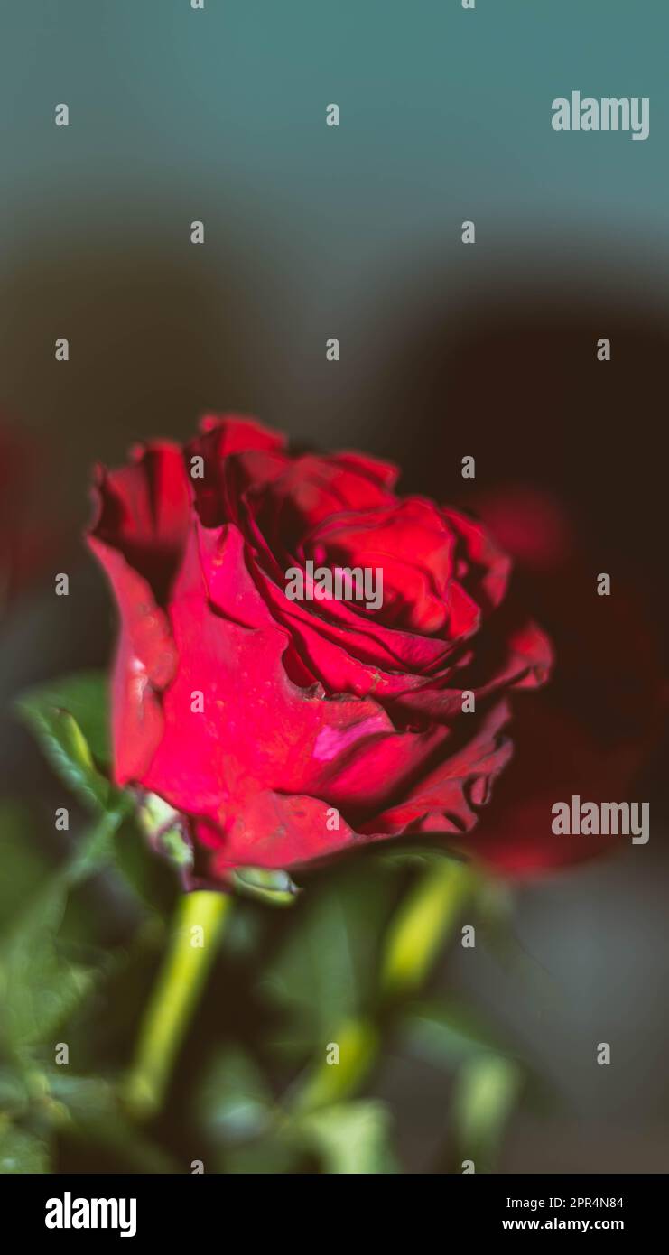 Red roses front view Stock Photo - Alamy