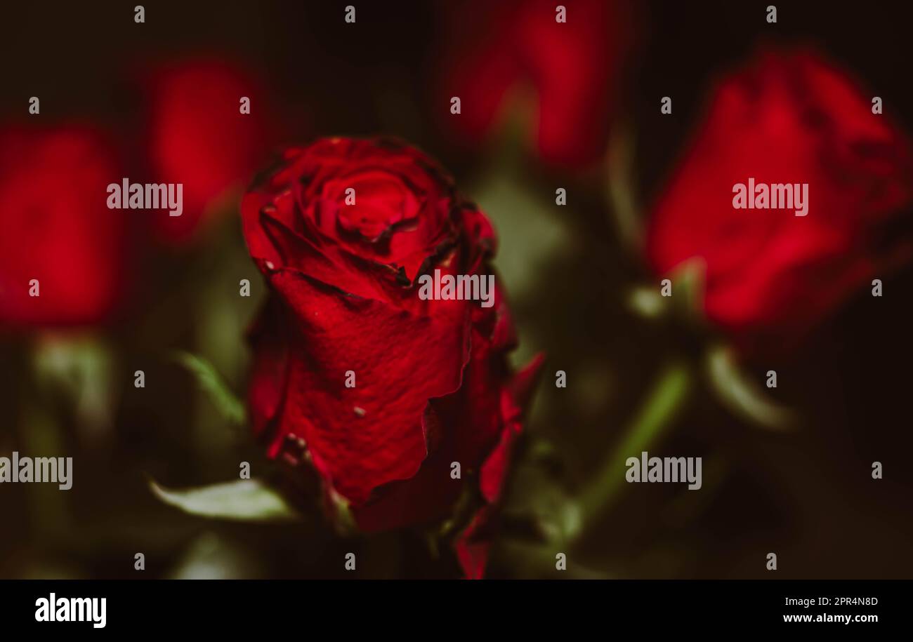 Red roses front view Stock Photo - Alamy