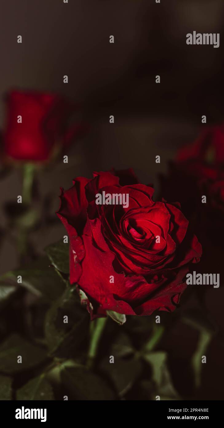 Red roses front view Stock Photo - Alamy