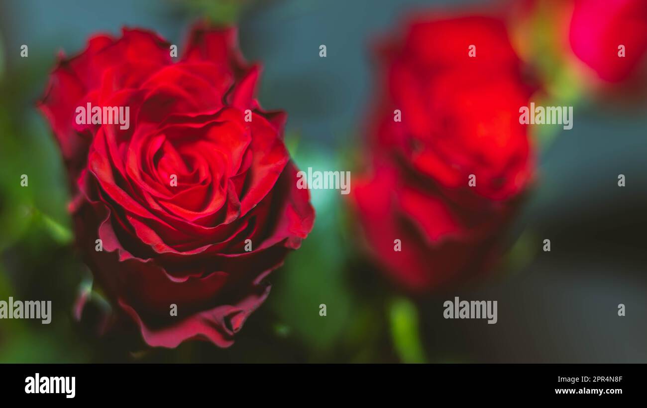 Red roses front view Stock Photo - Alamy