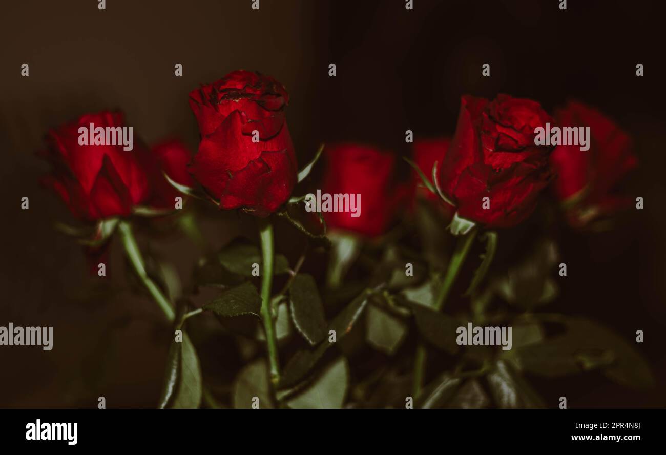 Red roses front view Stock Photo - Alamy