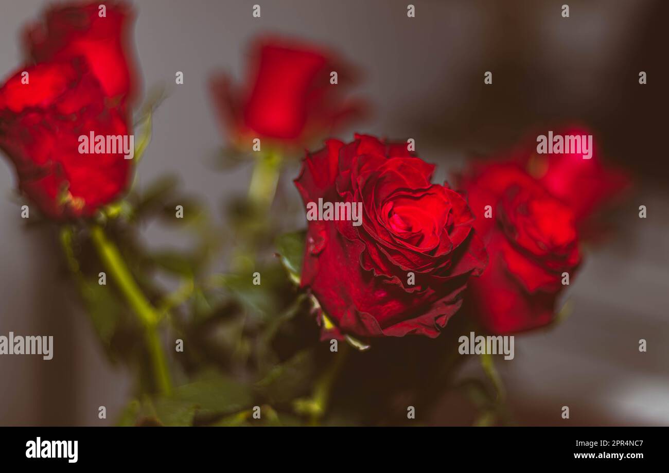 Rose sympathie hi-res stock photography and images - Alamy