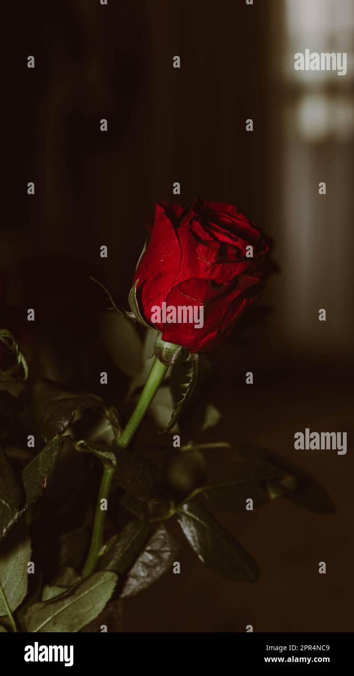 Red roses front view Stock Photo - Alamy