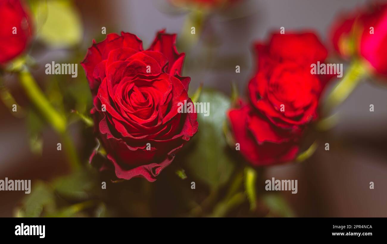 Red roses front view Stock Photo - Alamy