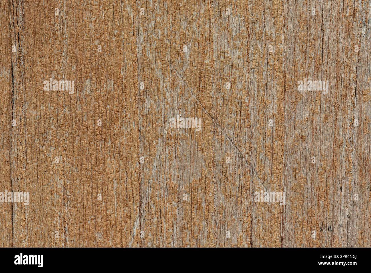 Background of bark in natural light Stock Photo - Alamy
