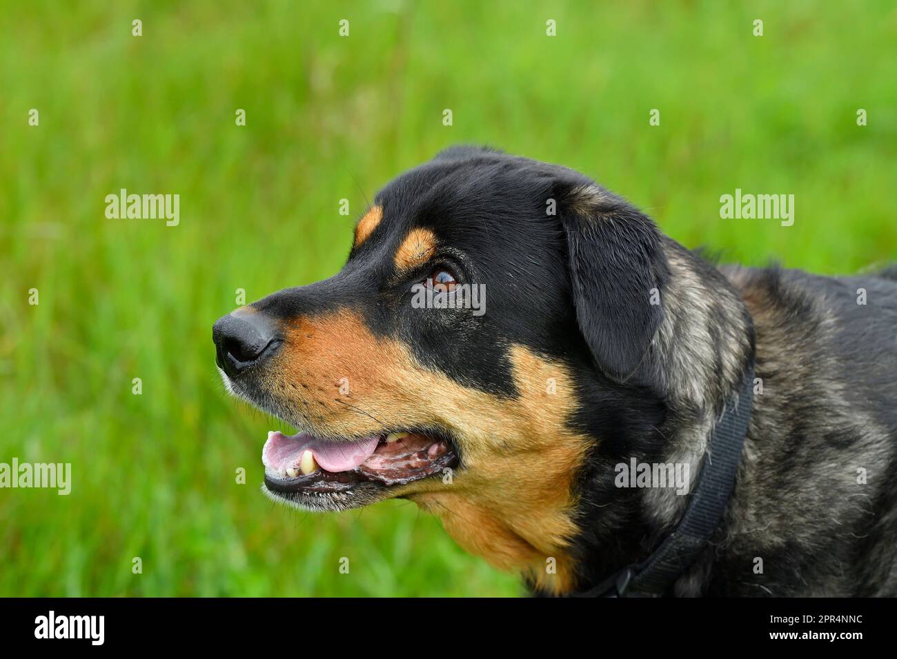 Labrador Rottweiler cross watching owner while out on walk ...