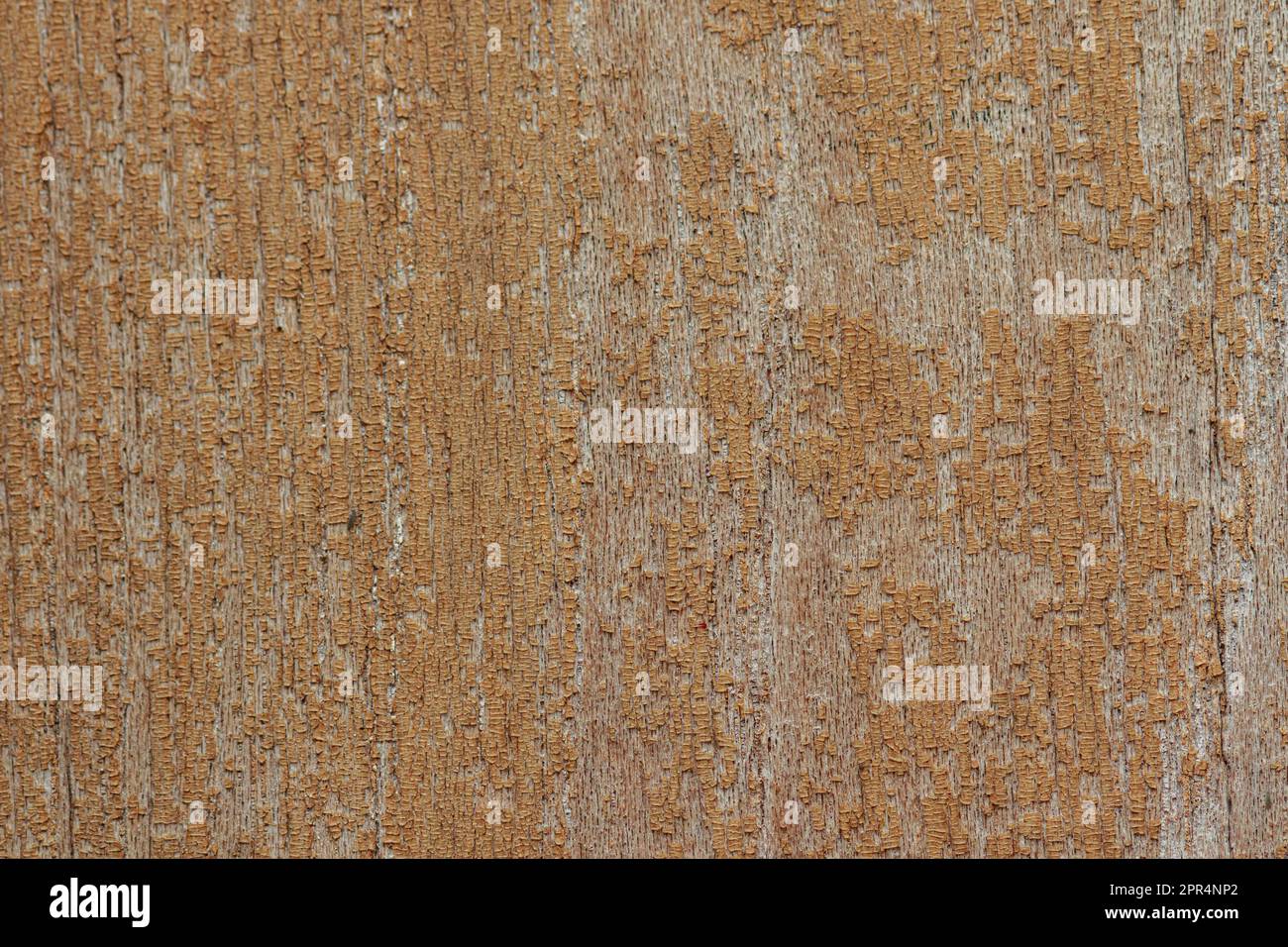 Background of bark in natural light Stock Photo - Alamy