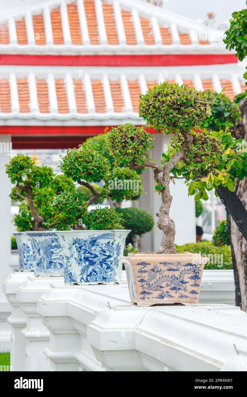 Bonsai trees in vietnam hi-res stock photography and images - Alamy