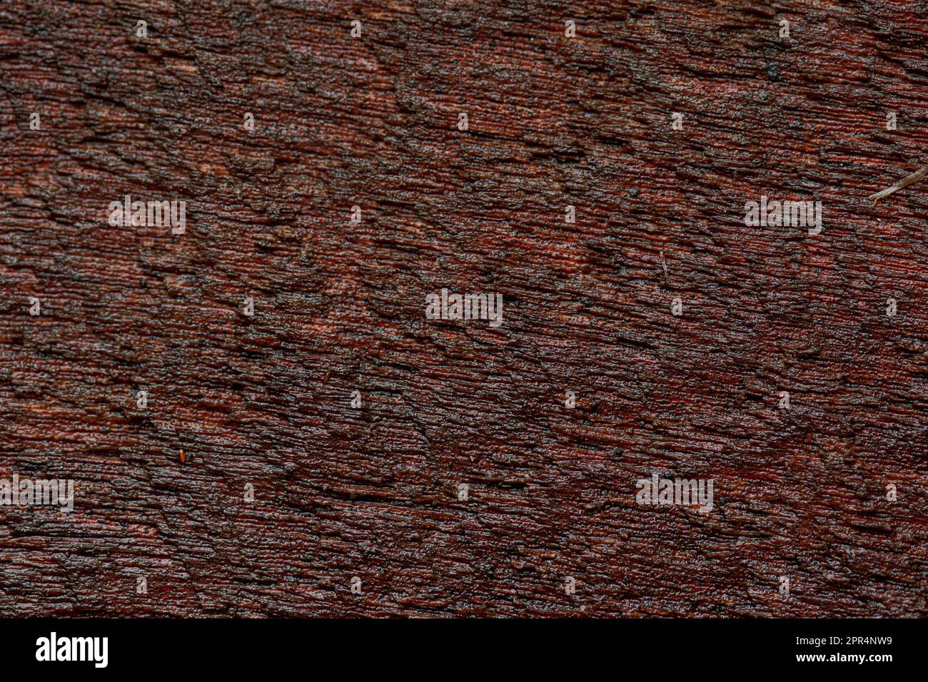 Background of bark in natural light Stock Photo - Alamy