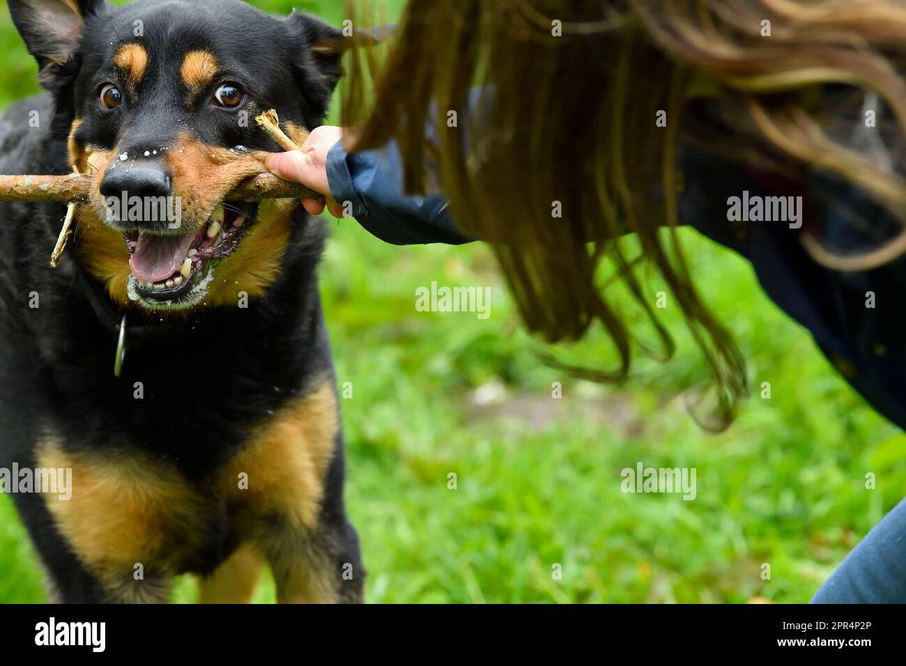 Labrador rottweiler cross hi-res stock photography and images - Alamy