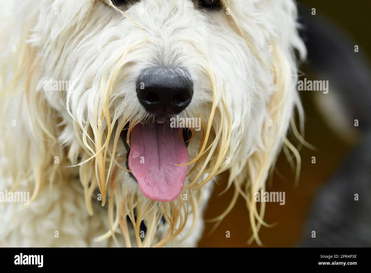 Golden retriever poodle cross hi-res stock photography and images - Alamy