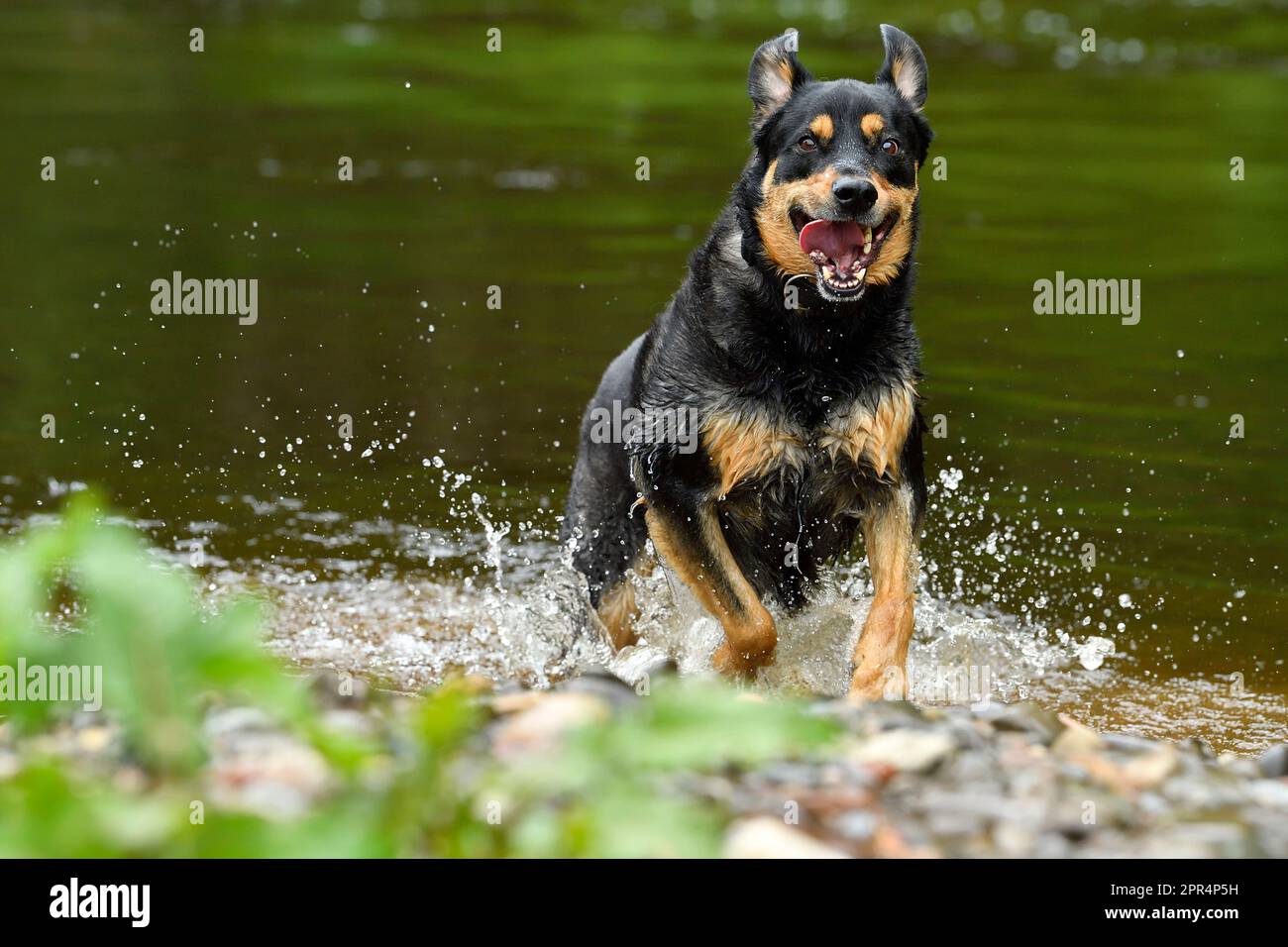 Lab Rottweiler German Shepherd Mix