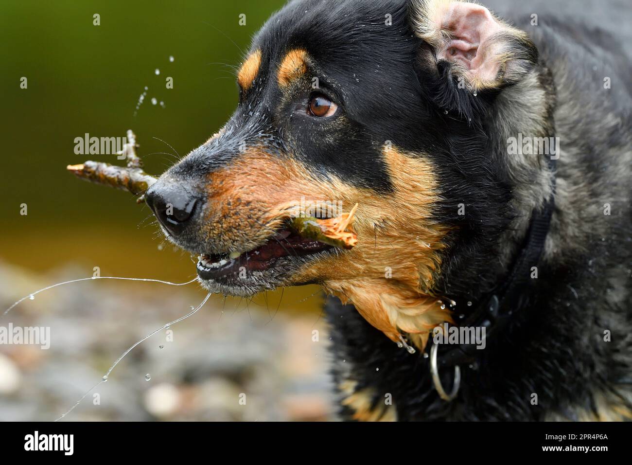 Labrador rottweiler cross hi-res stock photography and images - Alamy