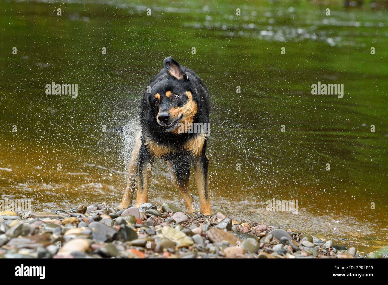 Labrador rottweiler cross hi-res stock photography and images - Alamy