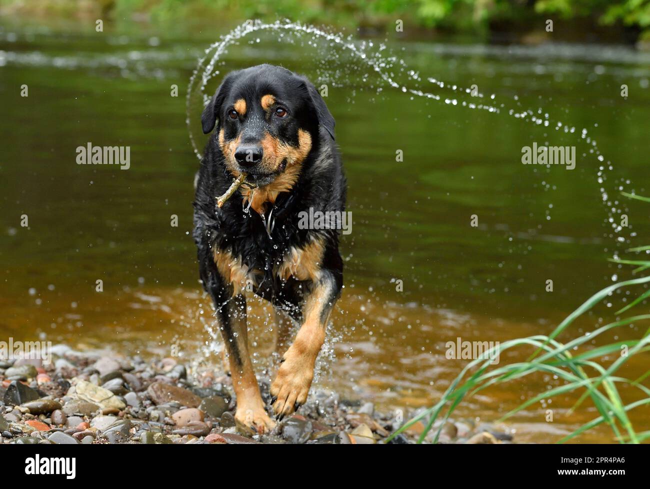 Labrador Rottweiler cross shaking water from coat after playing in ...