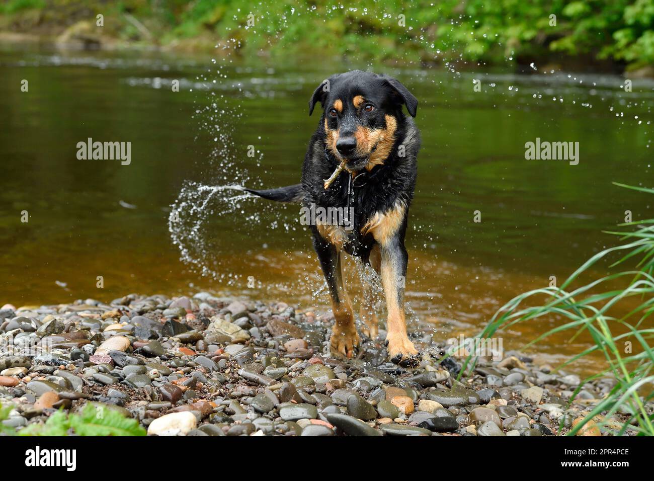 Labrador rottweiler cross hi-res stock photography and images - Alamy