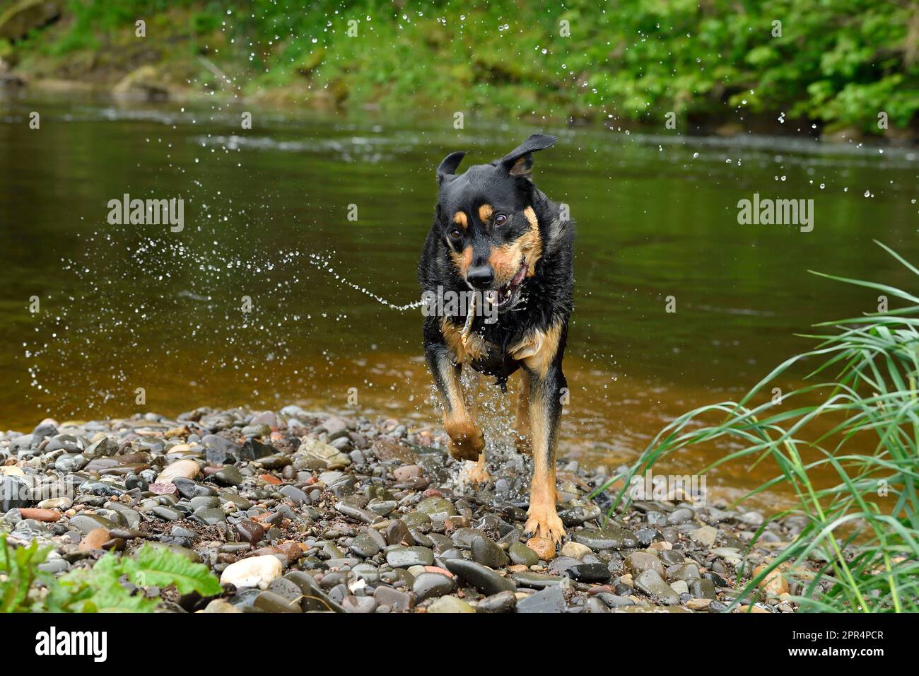Labrador Rottweiler cross shaking water from coat after playing in ...