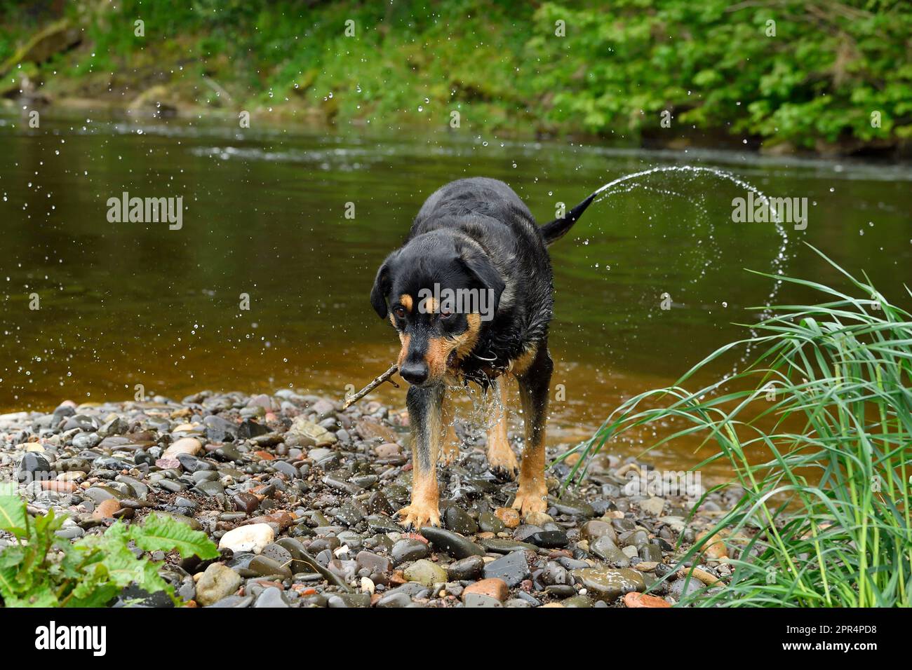Labrador Rottweiler cross shaking water from coat after playing in ...