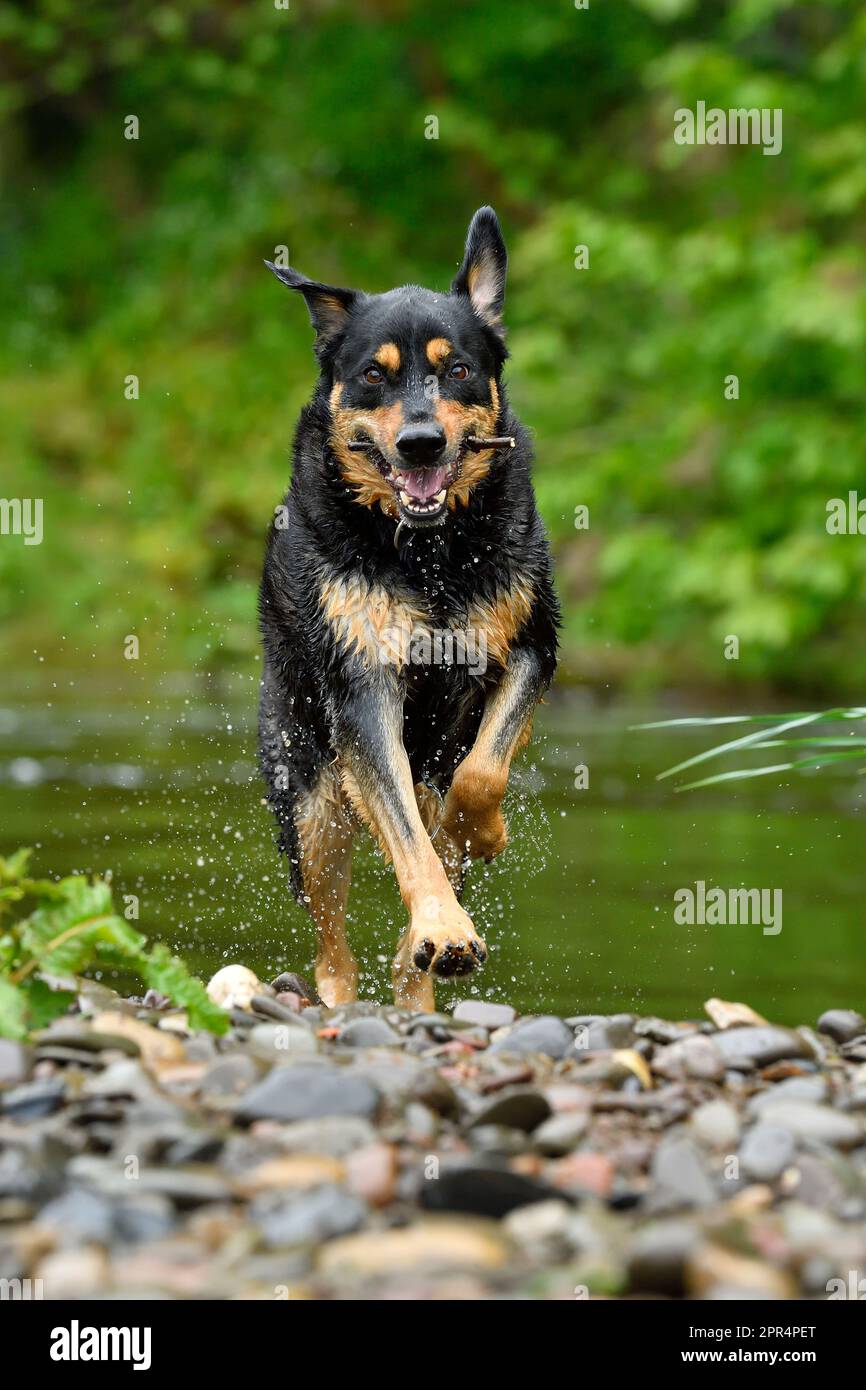 Labrador rottweiler cross hi-res stock photography and images - Alamy
