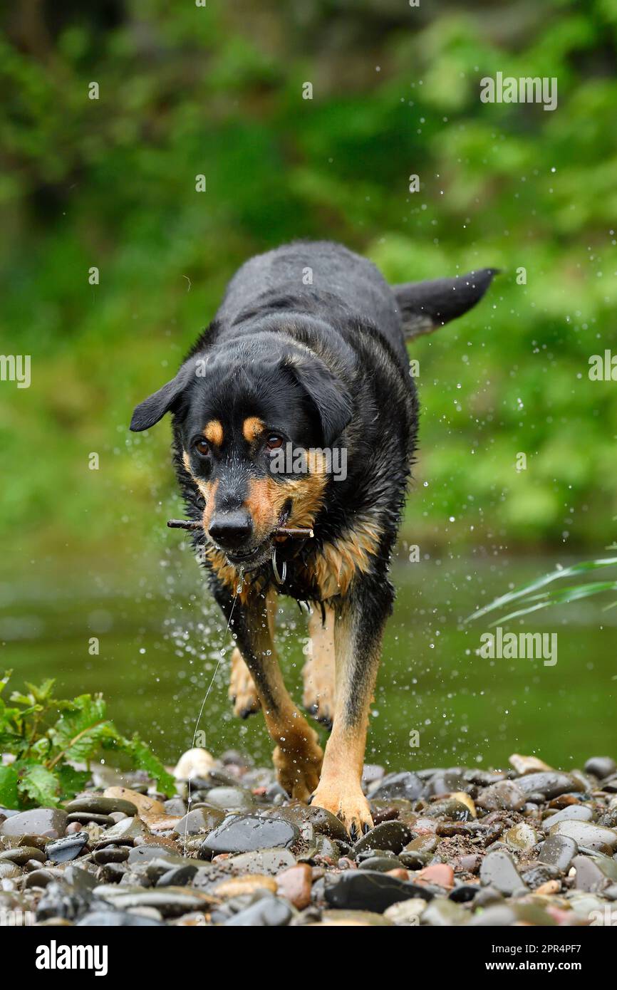 Labrador Rottweiler cross, playing in river, Berwickshire, Scotland ...
