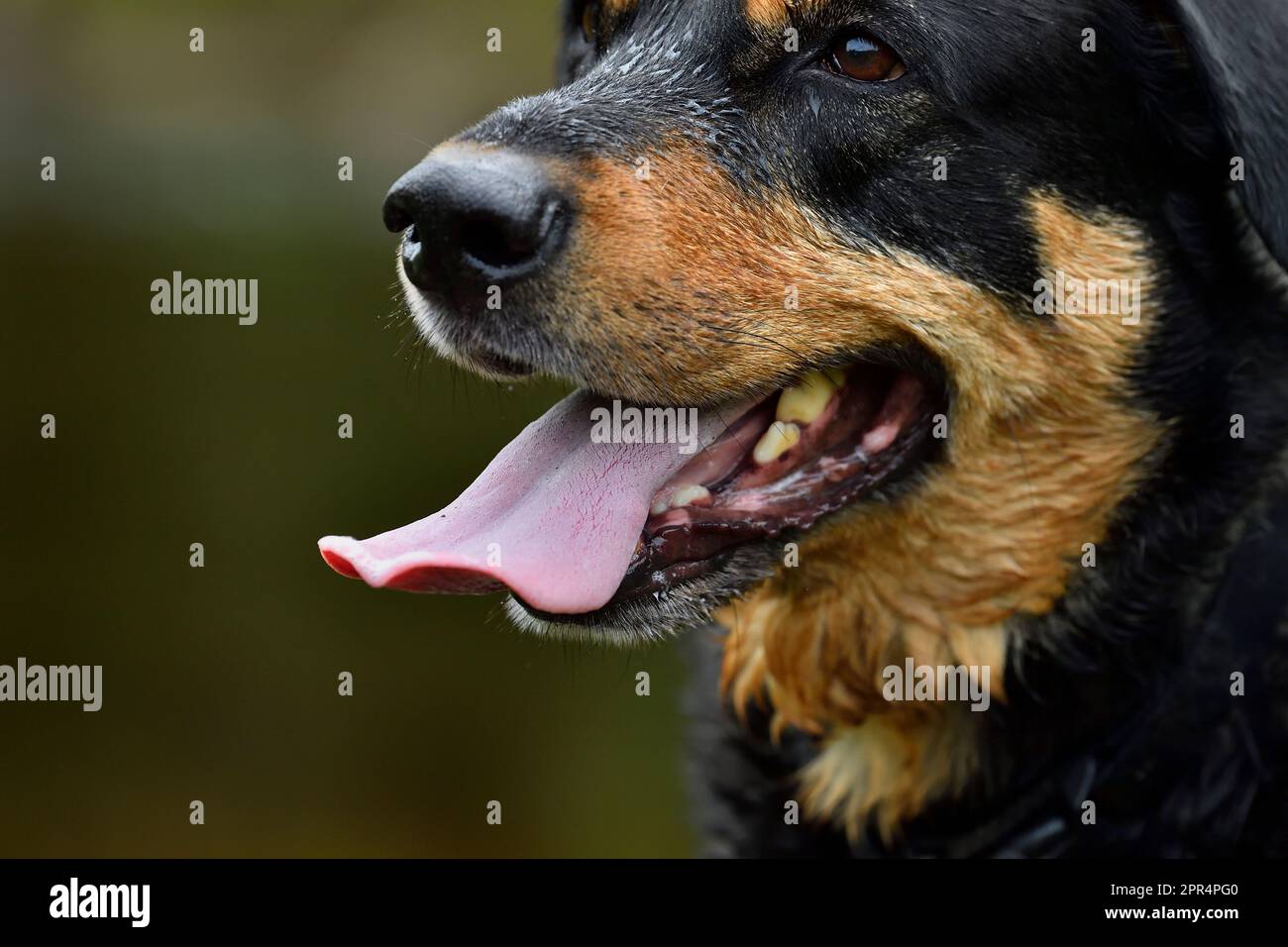 Labrador rottweiler cross hi-res stock photography and images - Alamy