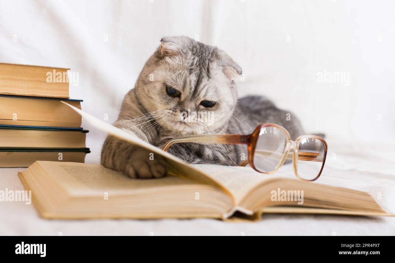 Curious young cat flipping through pages of open book Stock Photo - Alamy