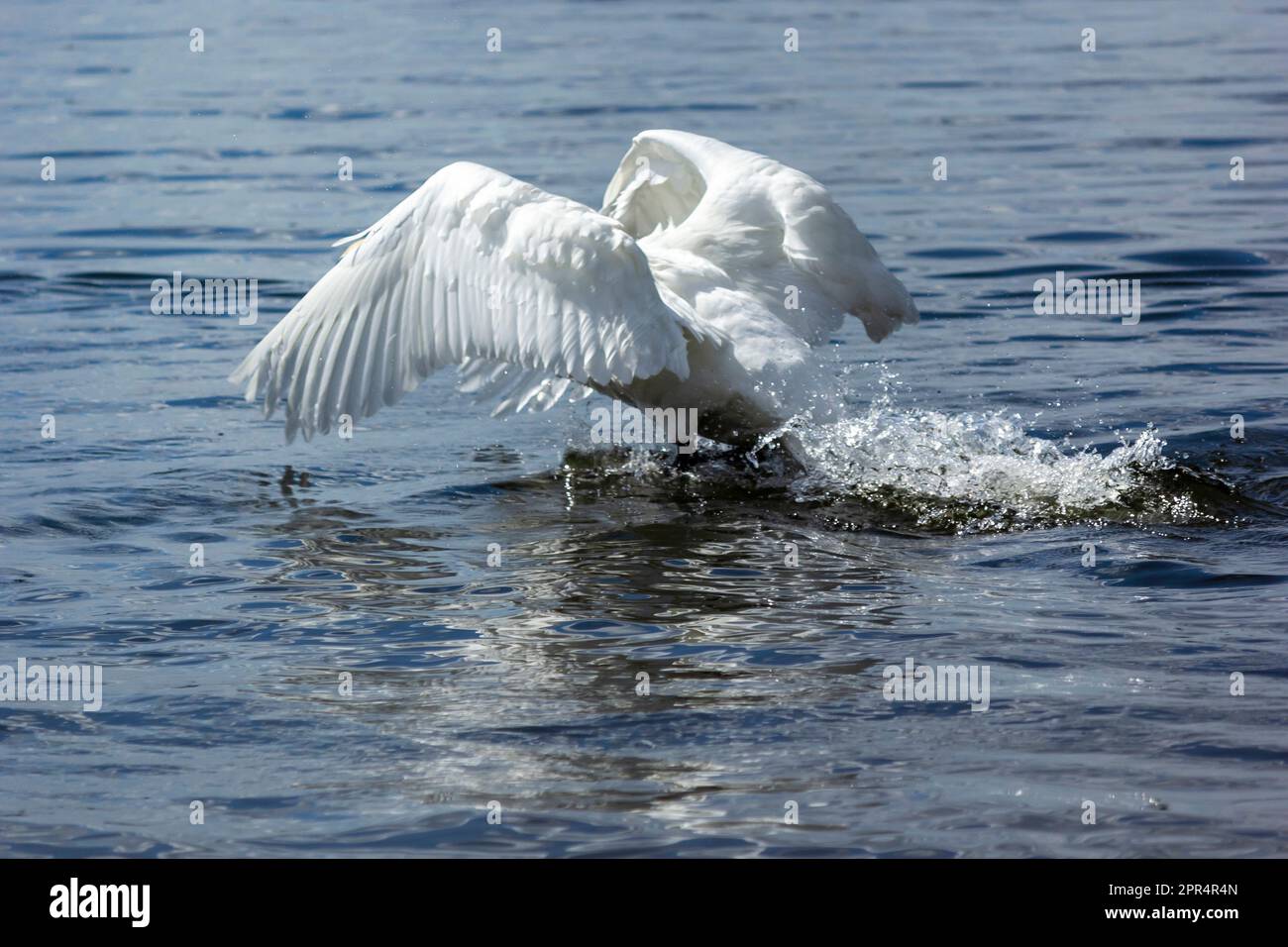 A mute swan runs across the lake on a spring day. Common swan swims in ...