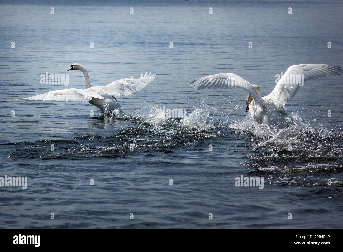 Two adult Mute Swan fighting , chasing each other in the water. One ...
