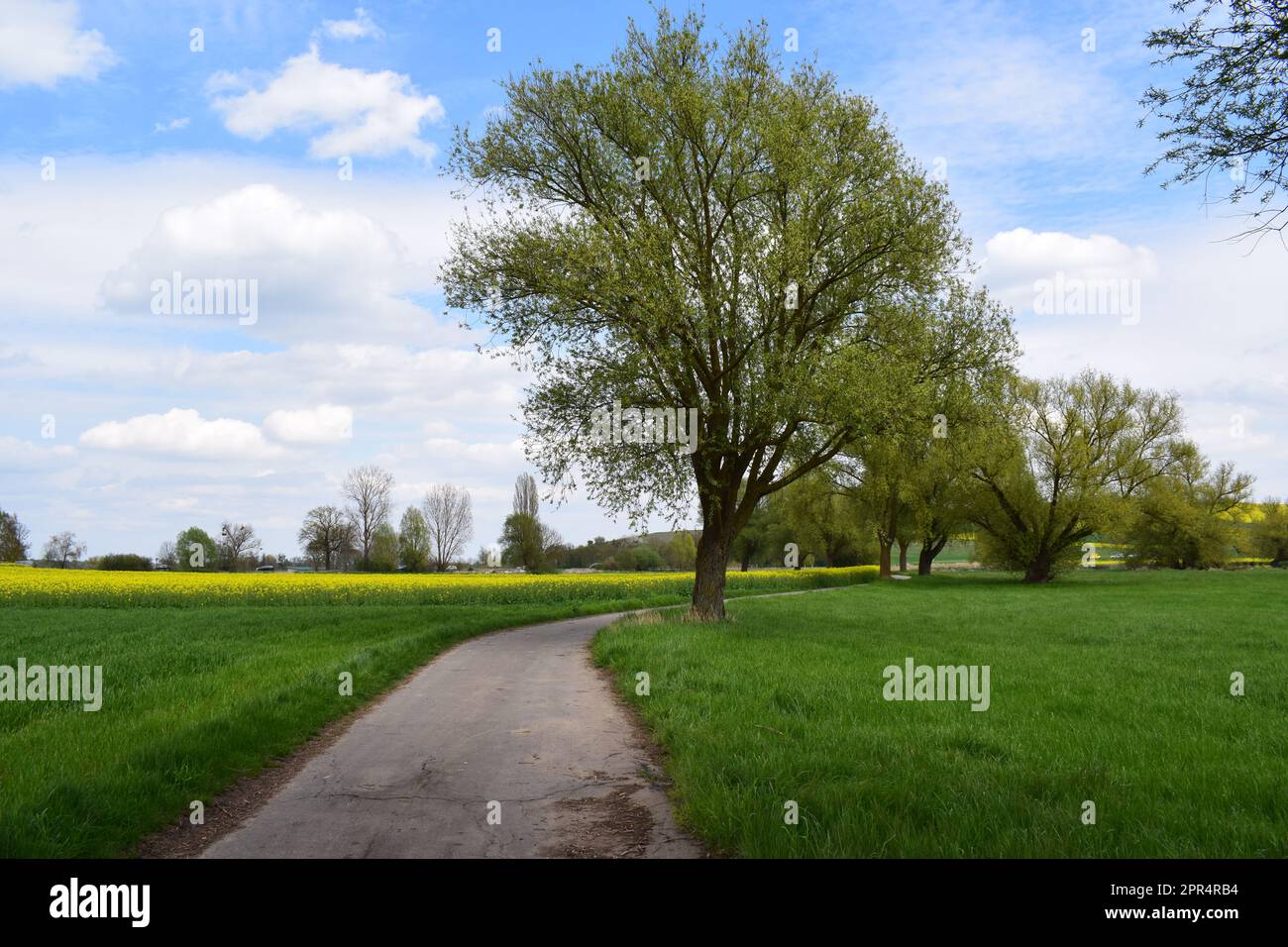 Spring Green Trees along the Way Stock Photo - Alamy