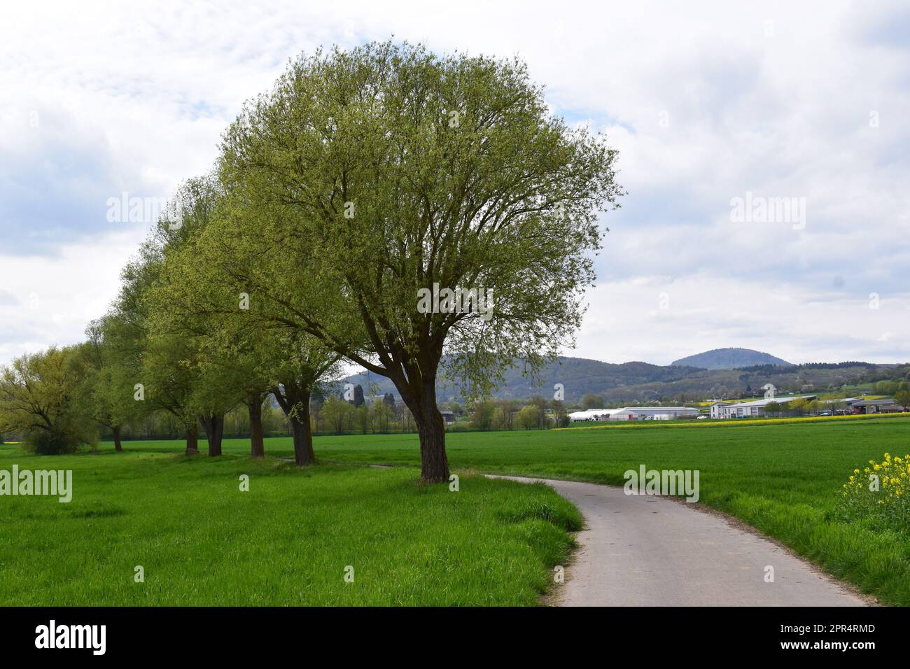 Spring Green Trees along the Way Stock Photo - Alamy