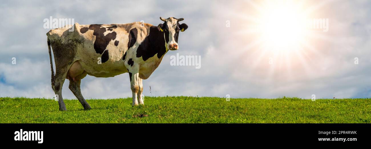 Beautiful wild cow on meadow hi-res stock photography and images - Alamy