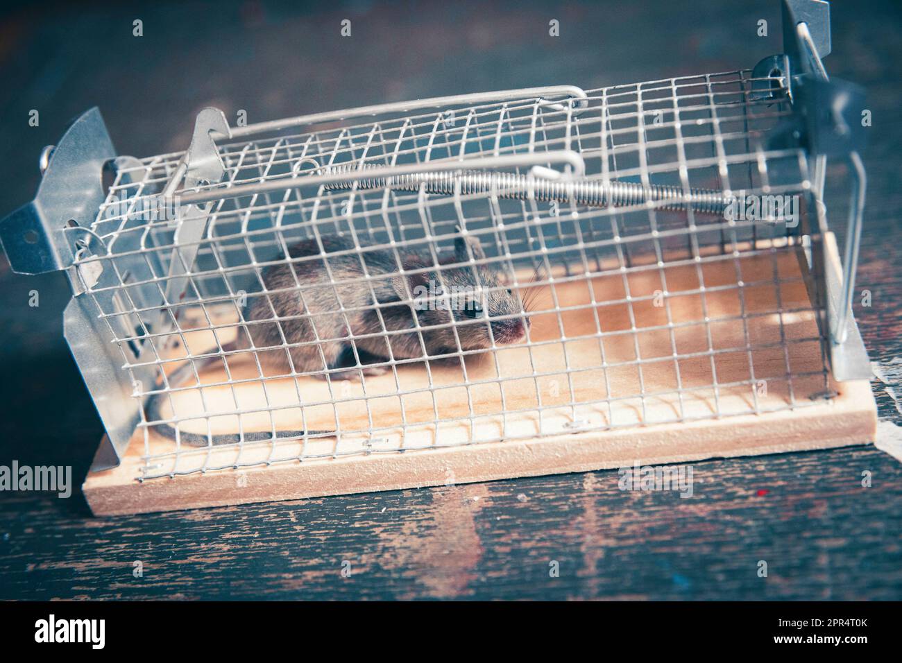Haus maus hi-res stock photography and images - Alamy