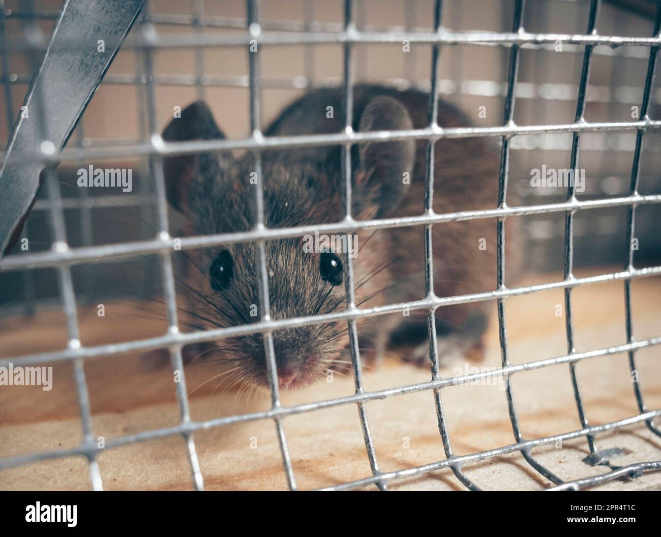 Berlin, Deutschland. 18th Apr, 2023. A mouse sits in a live mouse trap ...