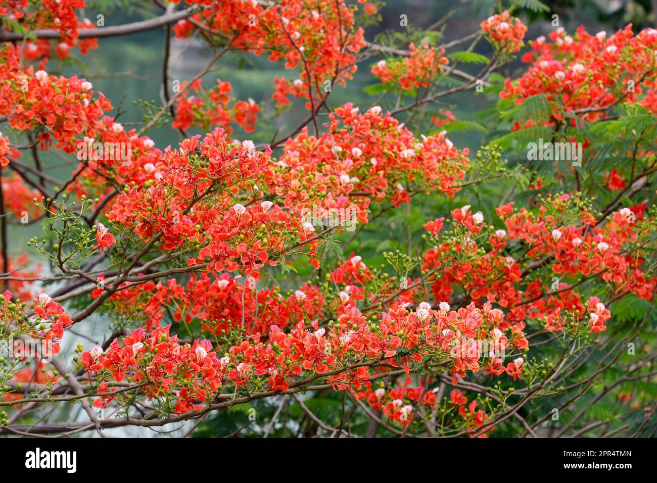 Dhaka, Bangladesh - April 26, 2023: A Krishnachura or Flame Tree ...