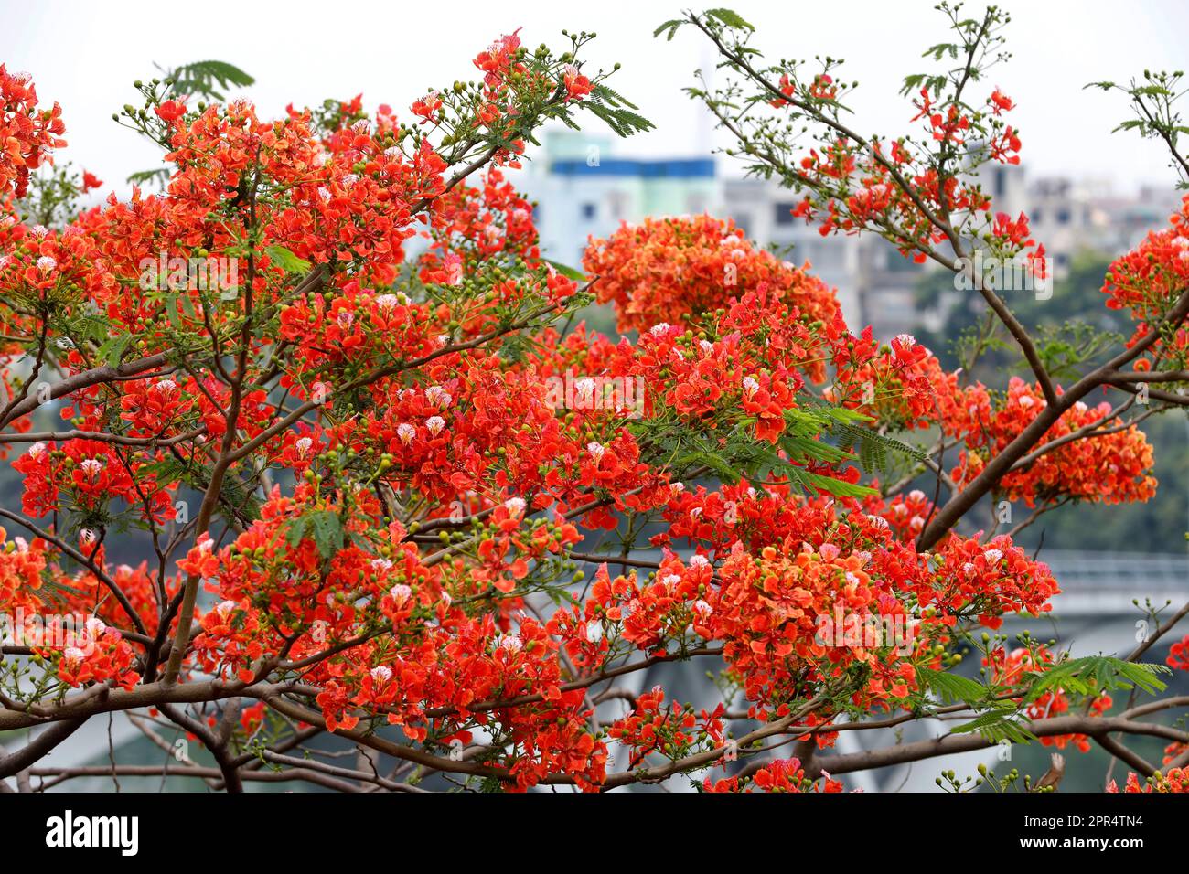 Dhaka, Bangladesh - April 26, 2023: A Krishnachura or Flame Tree covered in full blossom gives ...