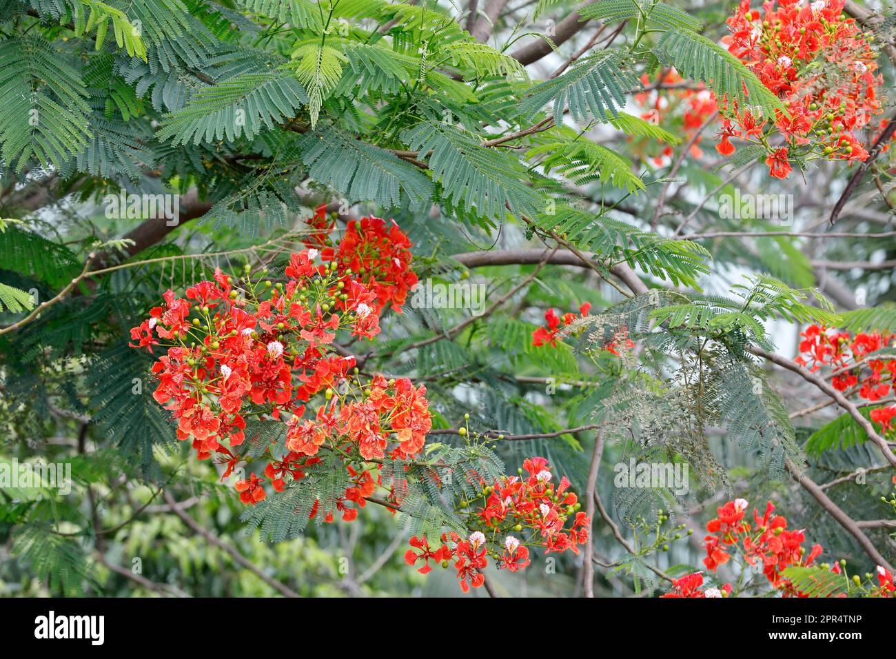 Dhaka, Bangladesh - April 26, 2023: A Krishnachura or Flame Tree ...
