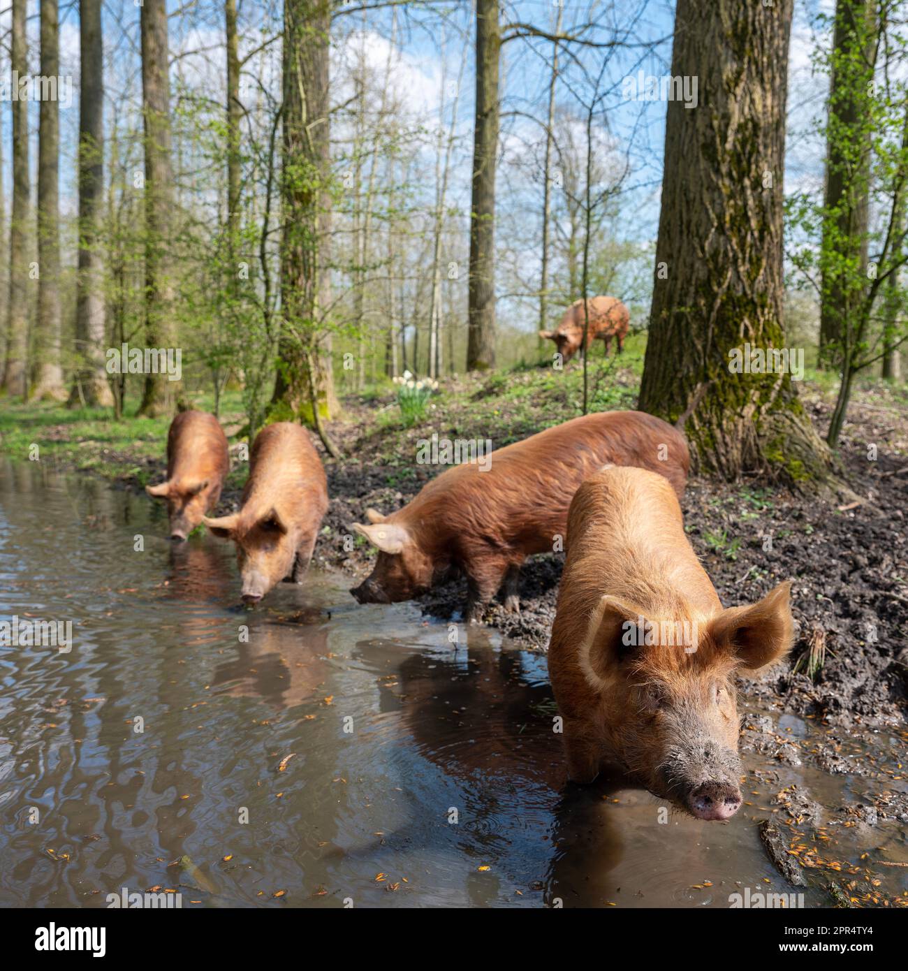 free-roaming brown pigs in dutch spring forest near utrecht in the ...