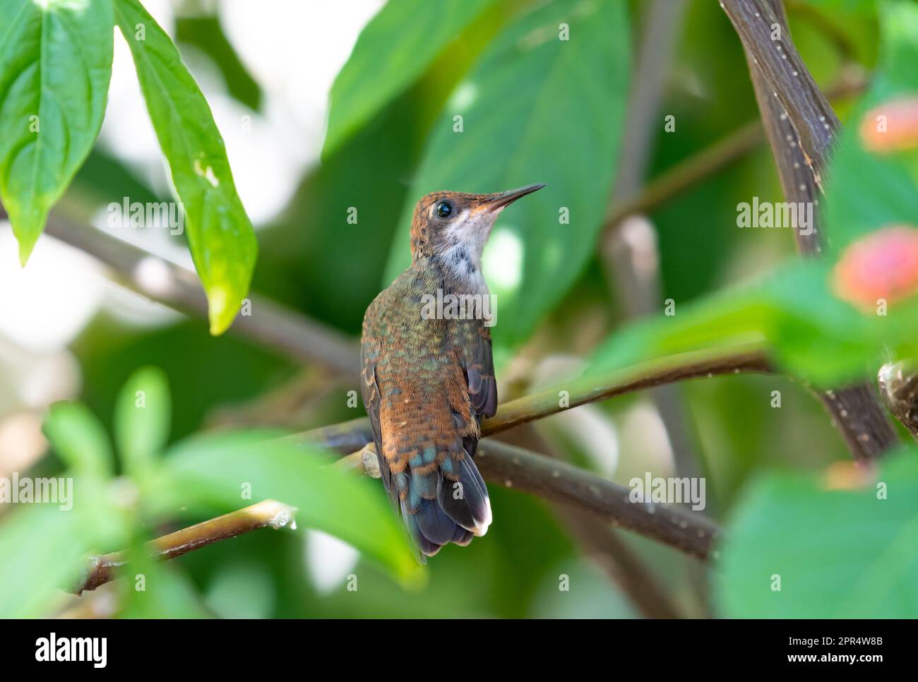 Baby Ruby Topaz hummingbird perched in the shade of a plant looking ...