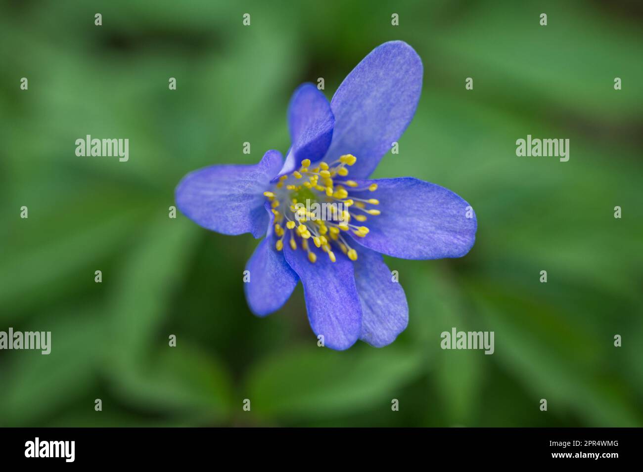 Wood anemone royal blue royal blue hi-res stock photography and images ...