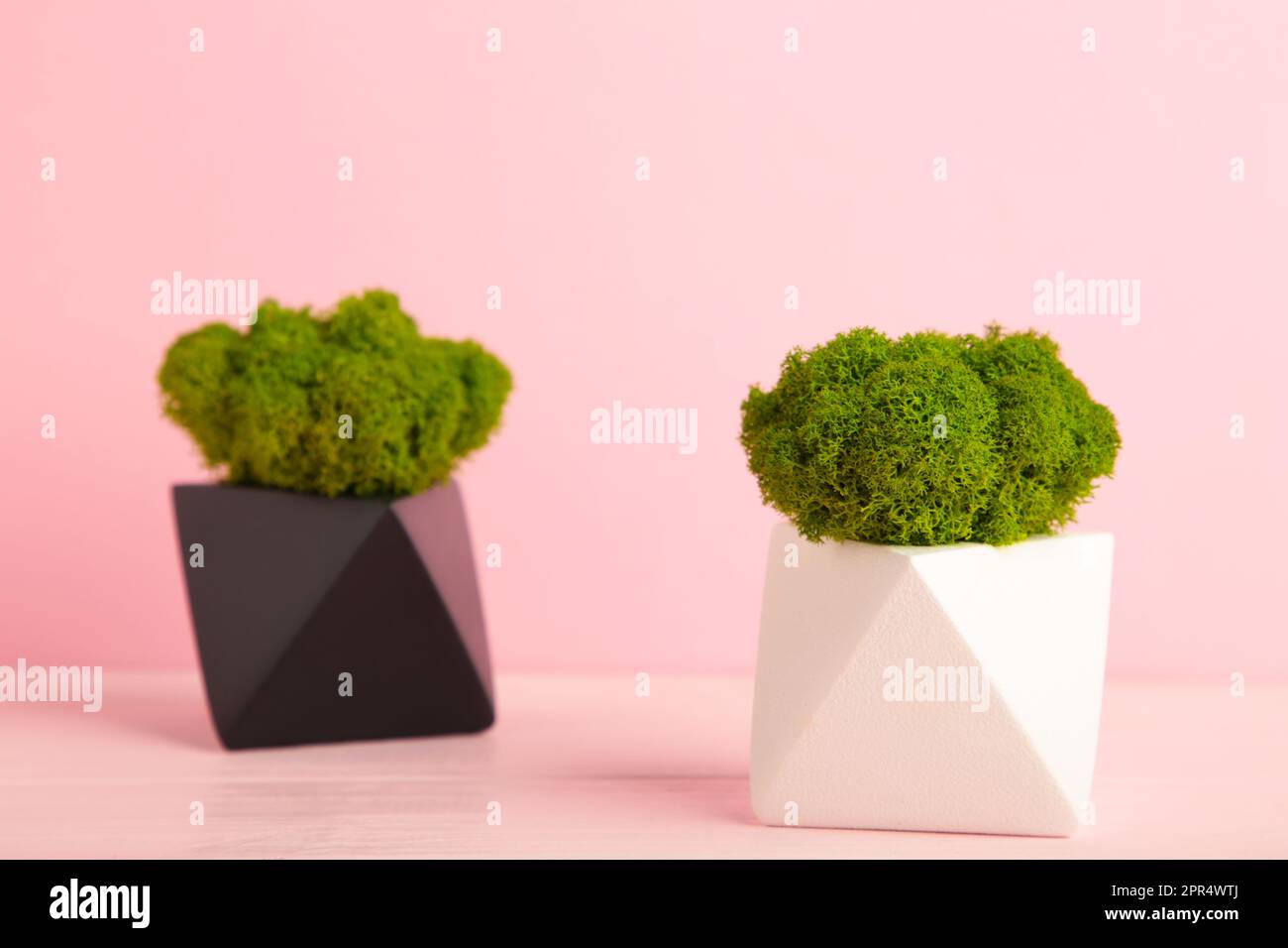 Stabilized moss in the pots on pink. Eco design interior. Green moss ...