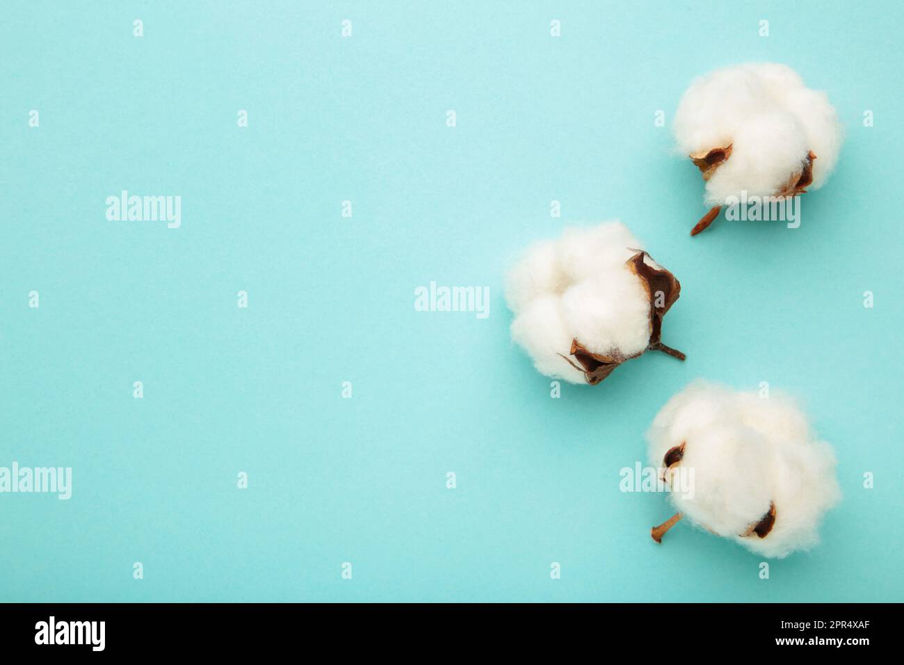 Beautiful fluffy cotton flowers hi-res stock photography and images - Alamy