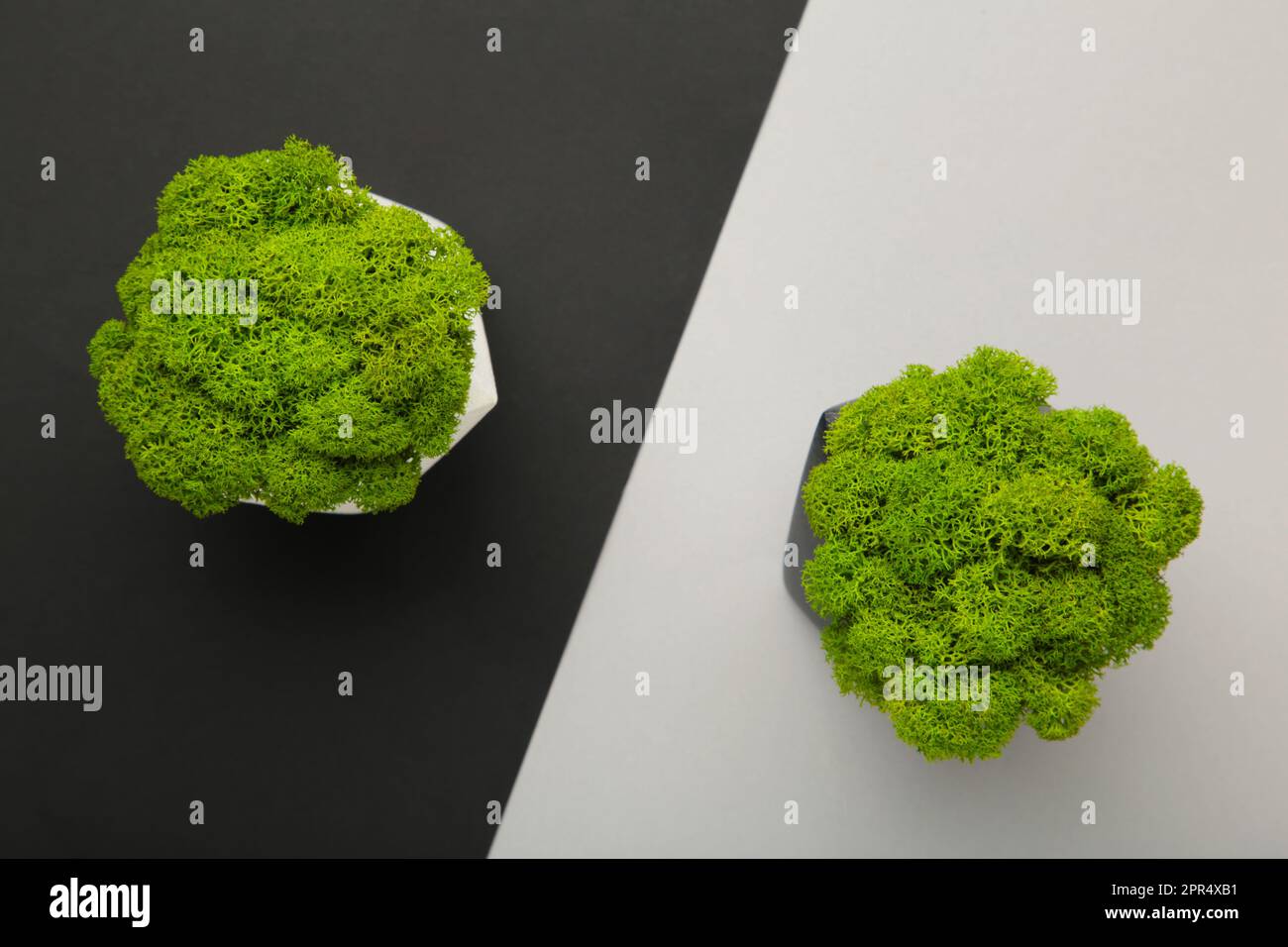 Stabilized moss in the pots on grey-black background. Eco design ...