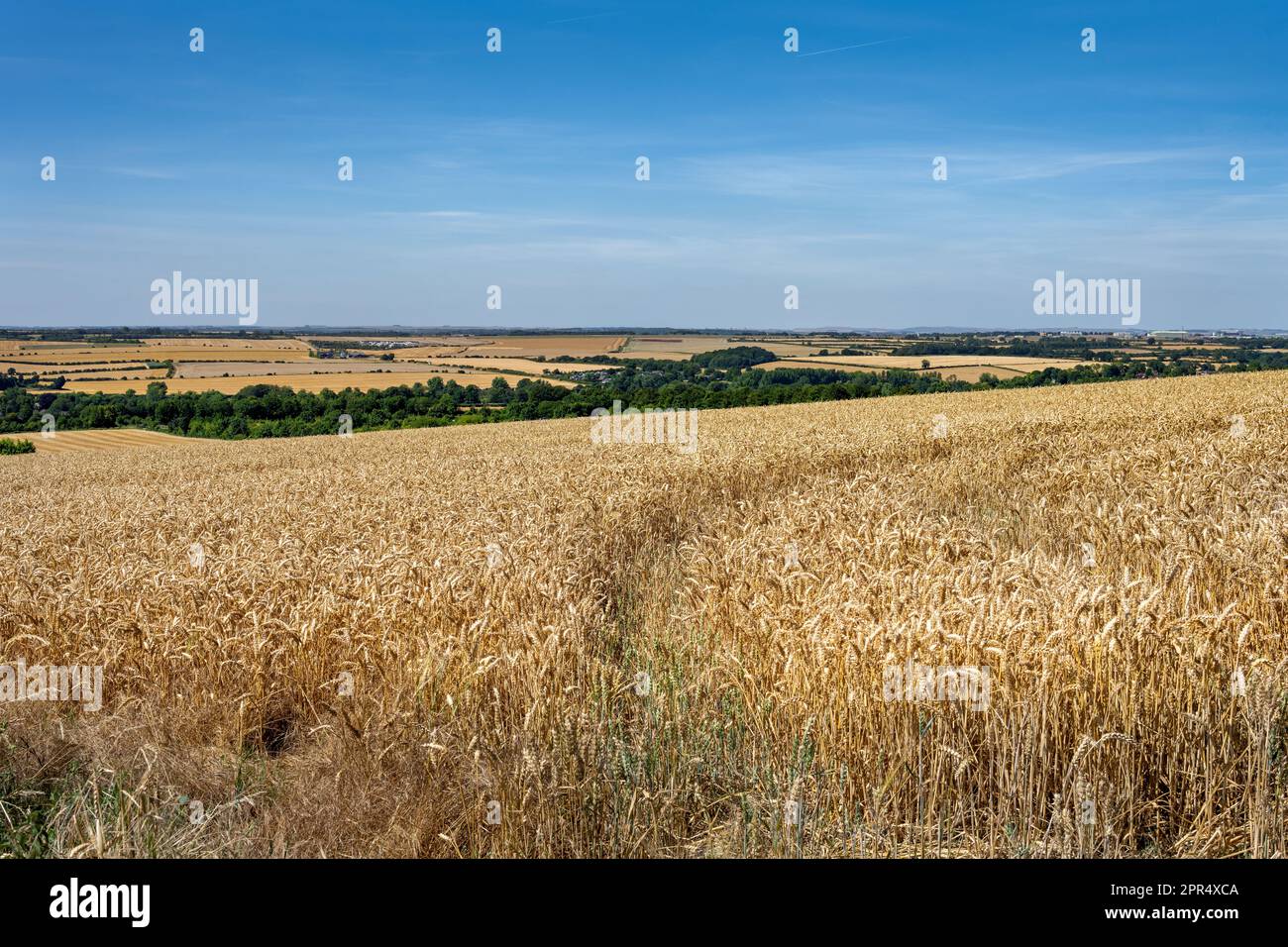 View of cereal fields in Wiltshire on a summer afternoon, England Stock ...