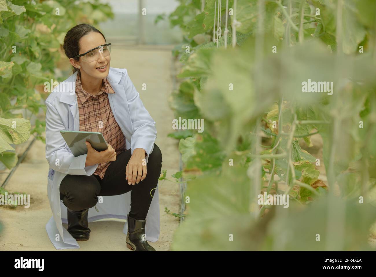 Agricultural researchers develop crop calendars and workflows to ...