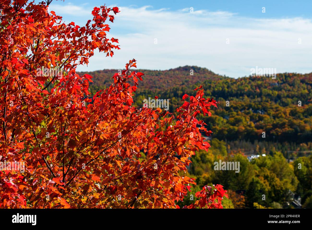 This is a collection of photos showing the beautiful colors of erables ...