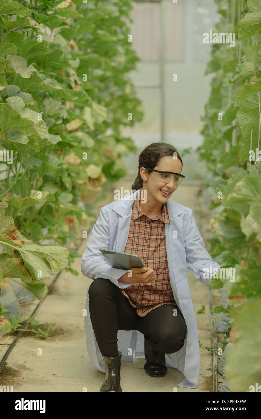 Agricultural researchers develop crop calendars and workflows to ...