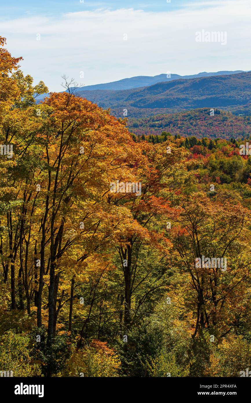 This is a collection of photos showing the beautiful colors of erables ...