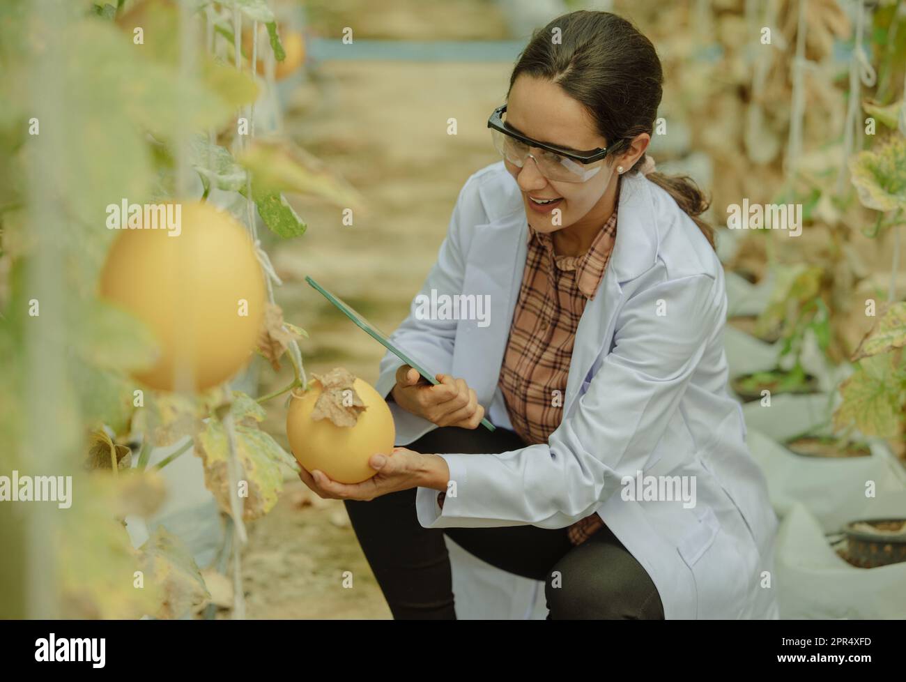 Agricultural researchers develop crop calendars and workflows to ...