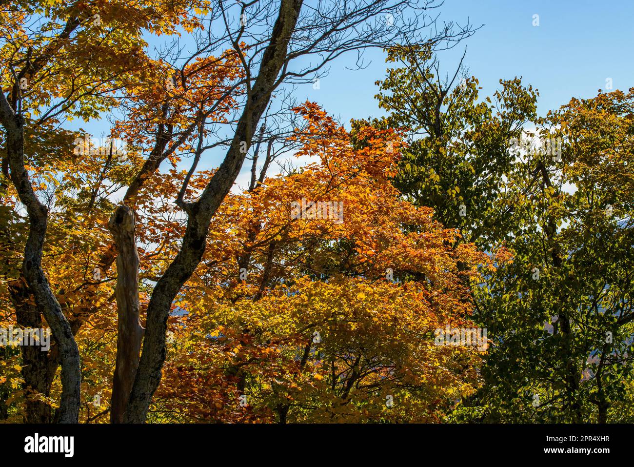 This is a collection of photos showing the beautiful colors of erables ...